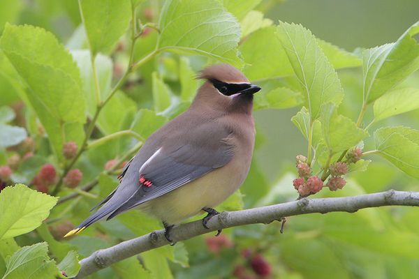 Cedar Waxwing | Bird Gallery | Houston Audubon