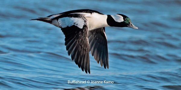 Bufflehead | Bird Gallery | Houston Audubon