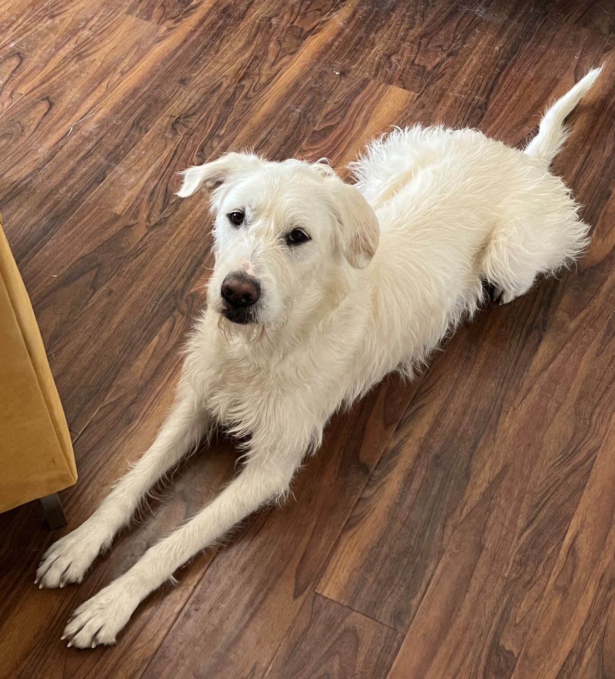 Available Dogs : Adopt or Foster : Nebraska No Kill Canine Rescue
