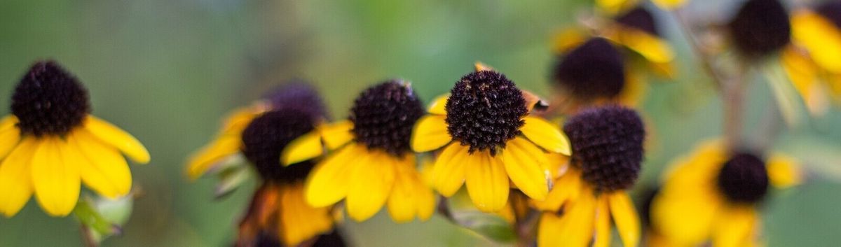 Gardening with Plants Native to the Mid-Atlantic : Working with Native ...