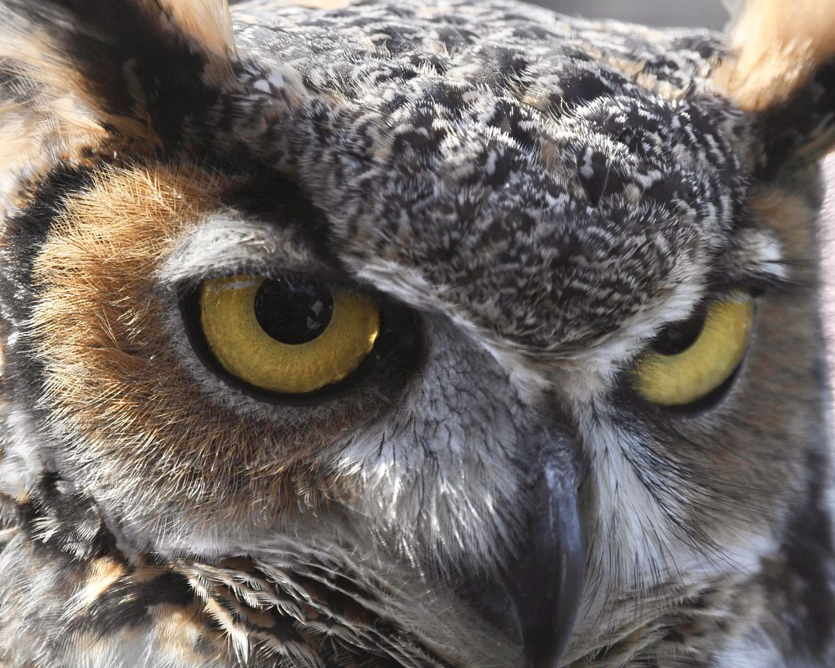 Owl Moon Raptor Center Donate