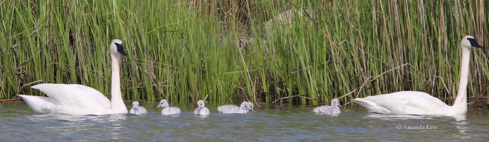 Juvenile Swan Identification | Trumpeter Swan Society