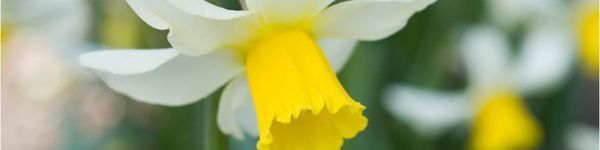 A Holistic Approach to Spring Rejuvenation