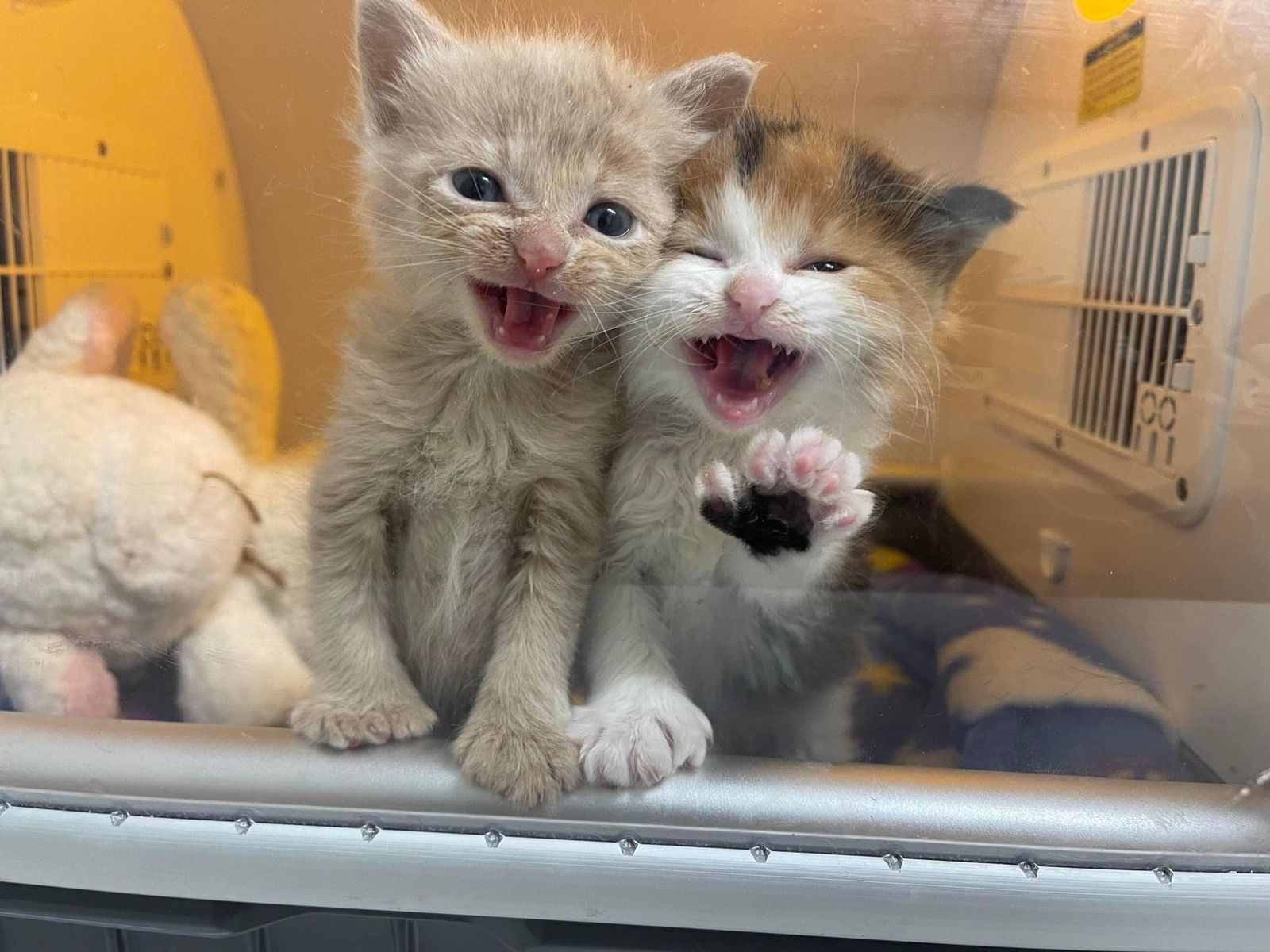 Tri-County Humane Society