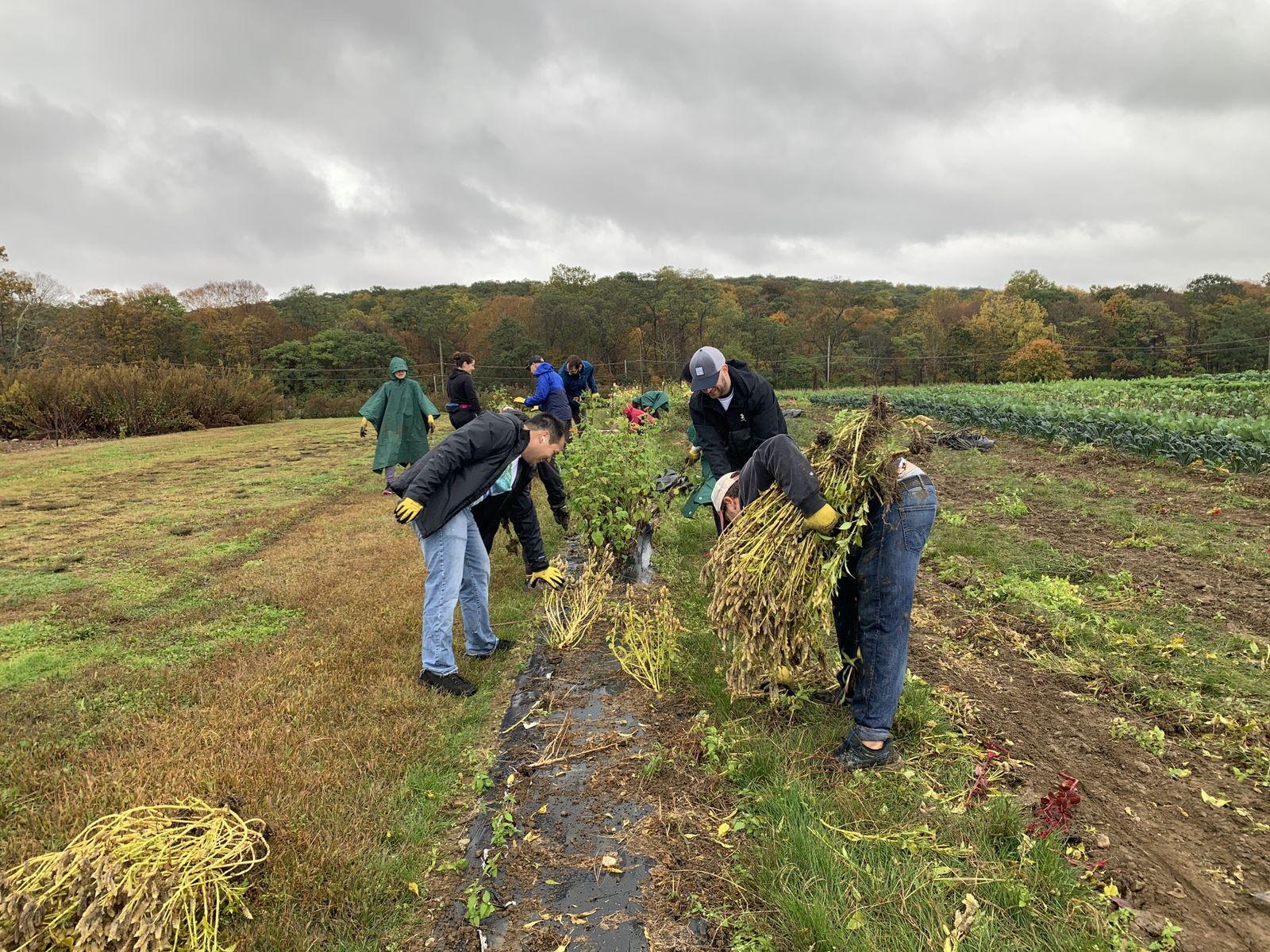 Home : The Friends of Hilltop Hanover Farm