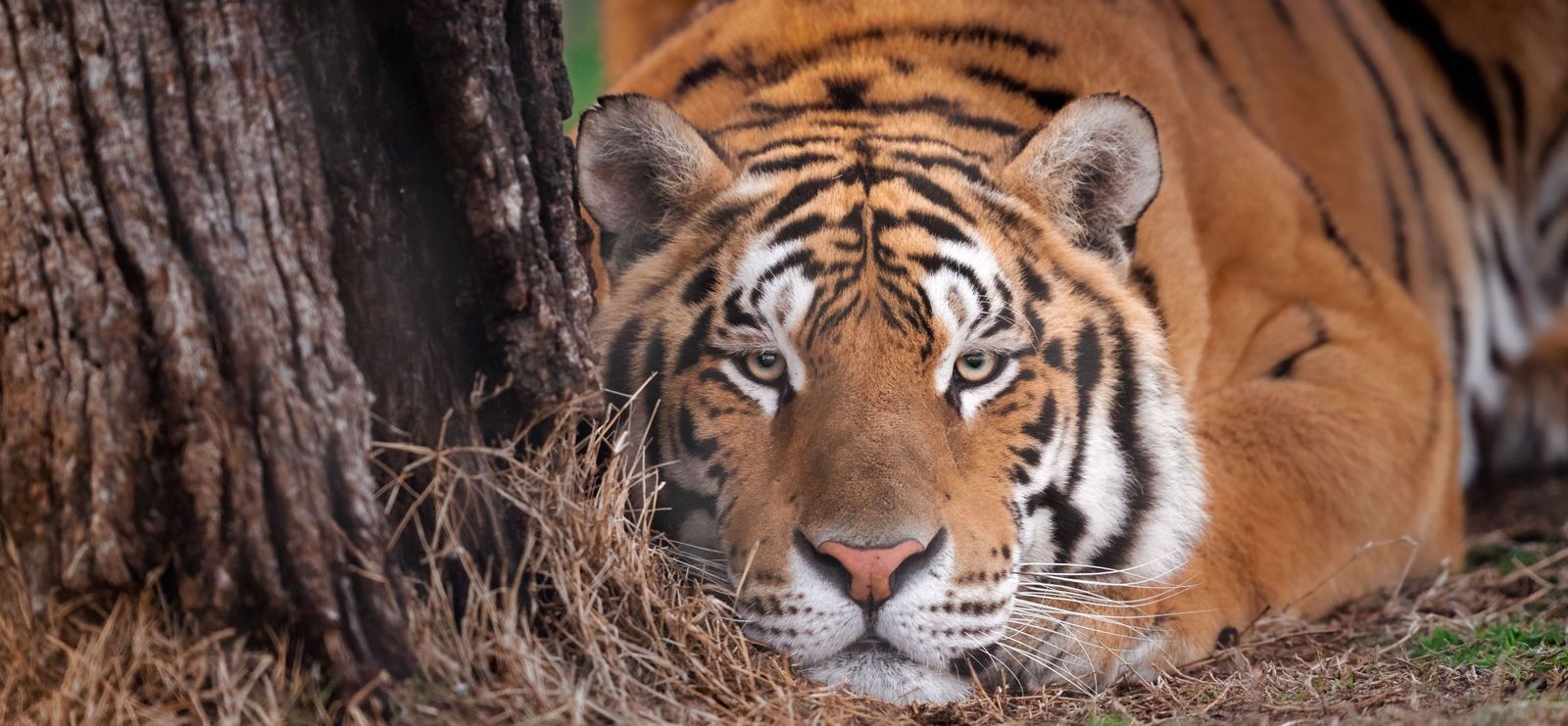 Overview : Meet the Animals : Center for Animal Research and Education