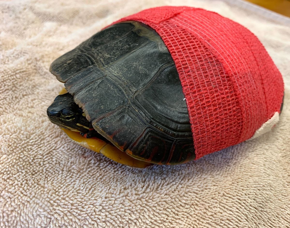 General Information : Found An Injured Animal? : Acadia Wildlife Center