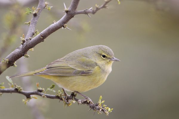 Orange-crowned Warbler | Bird Gallery | Houston Audubon