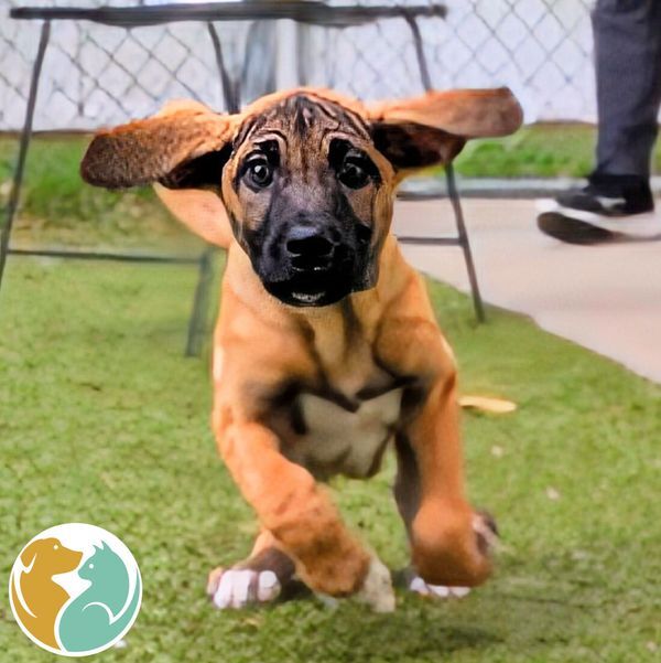 Dogs & Puppies : Adopt : Toledo Animal Rescue