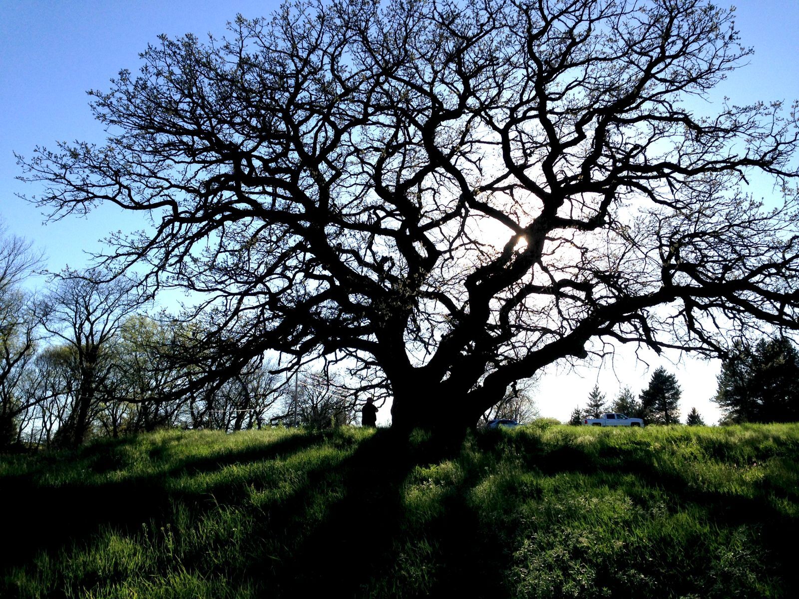 Nebraska Native Trees