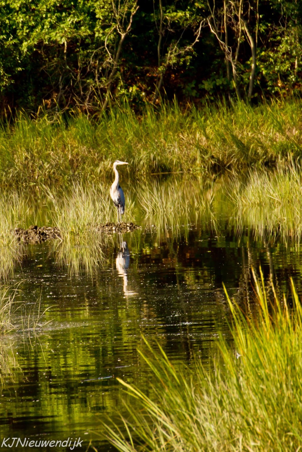 Touisset Marsh Wildlife Refuge