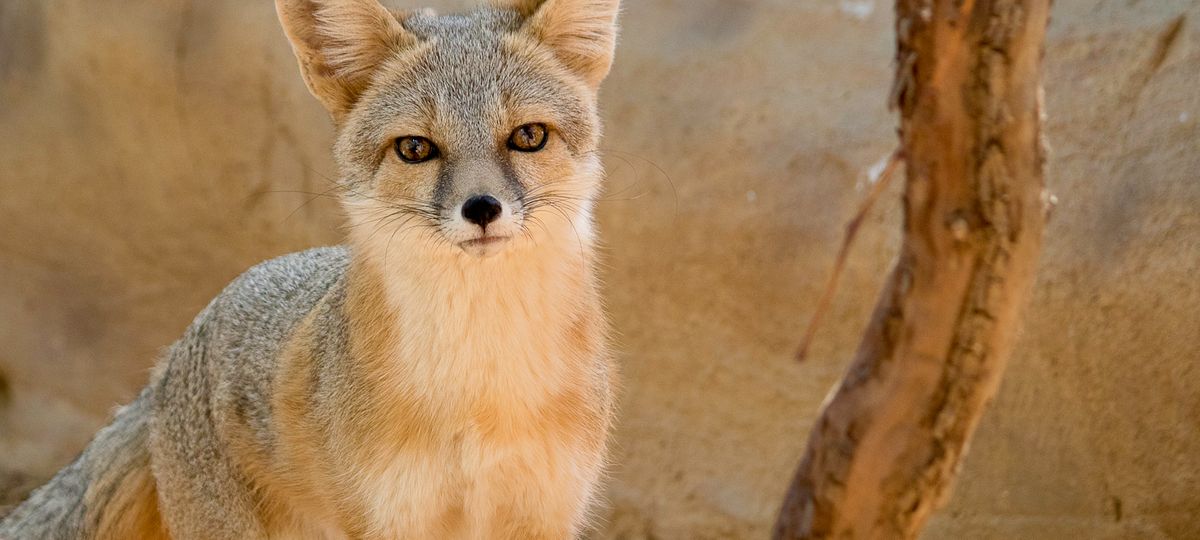 Wildlife Rescue-Wildlife Sanctuary-Scottsdale, Arizona