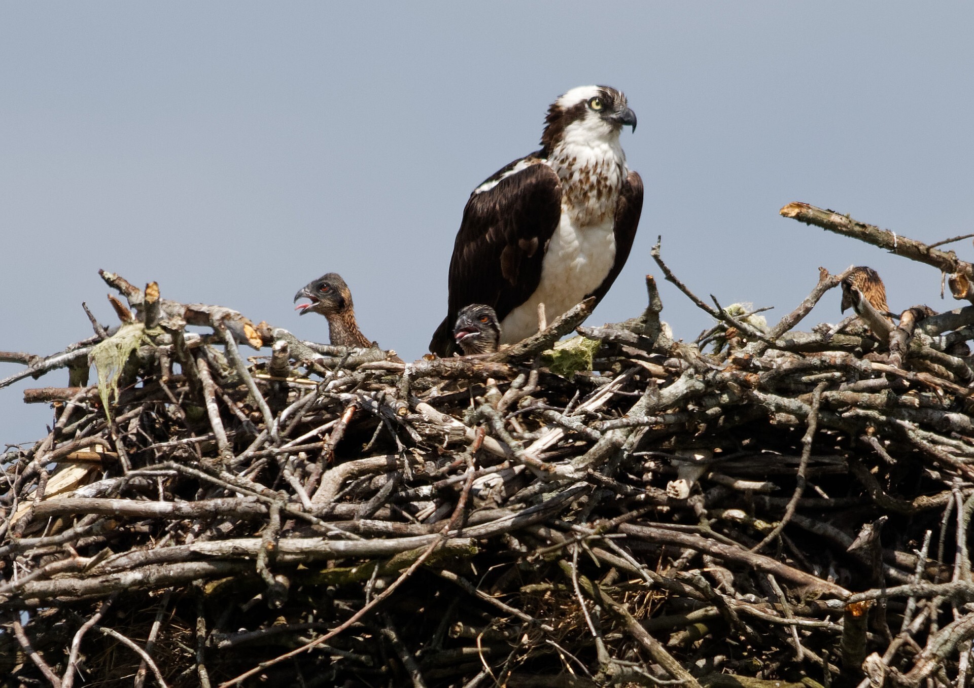 Osprey Monitoring Program | Audubon Society of Rhode Island