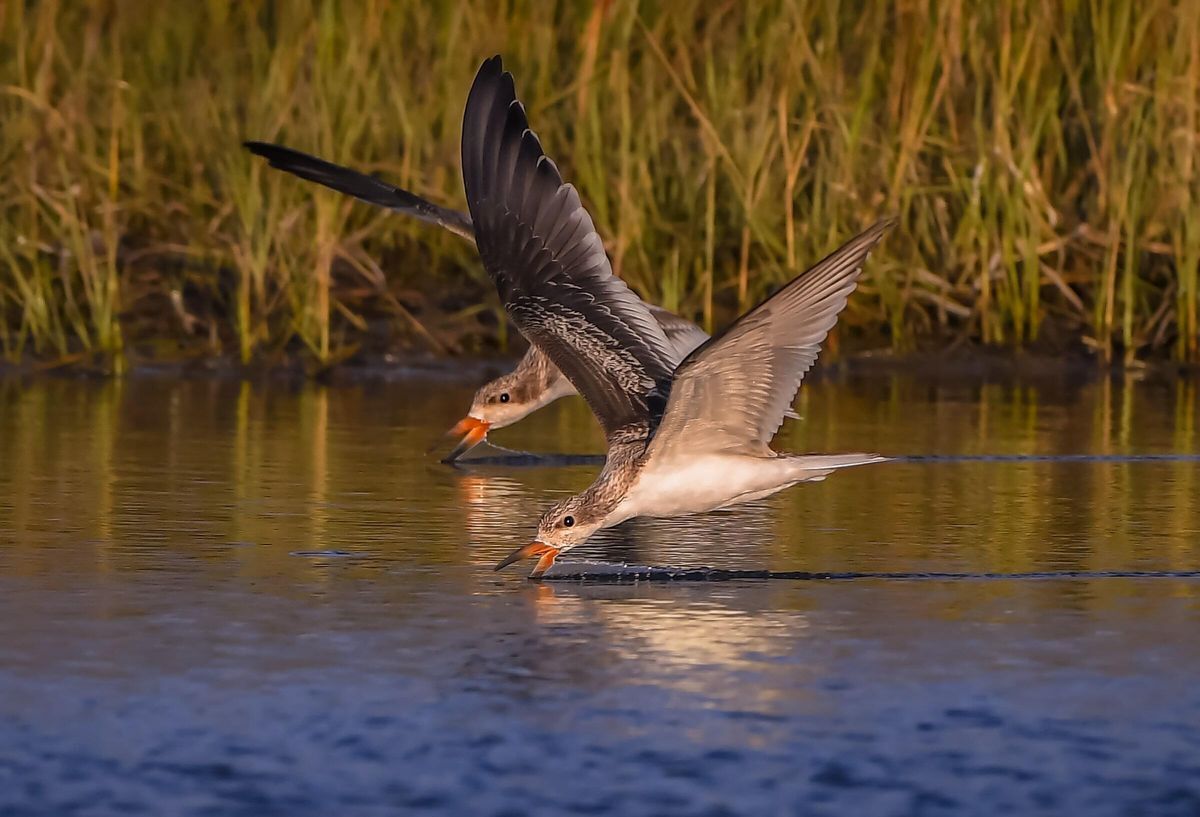 History : About : Audubon Society of Rhode Island