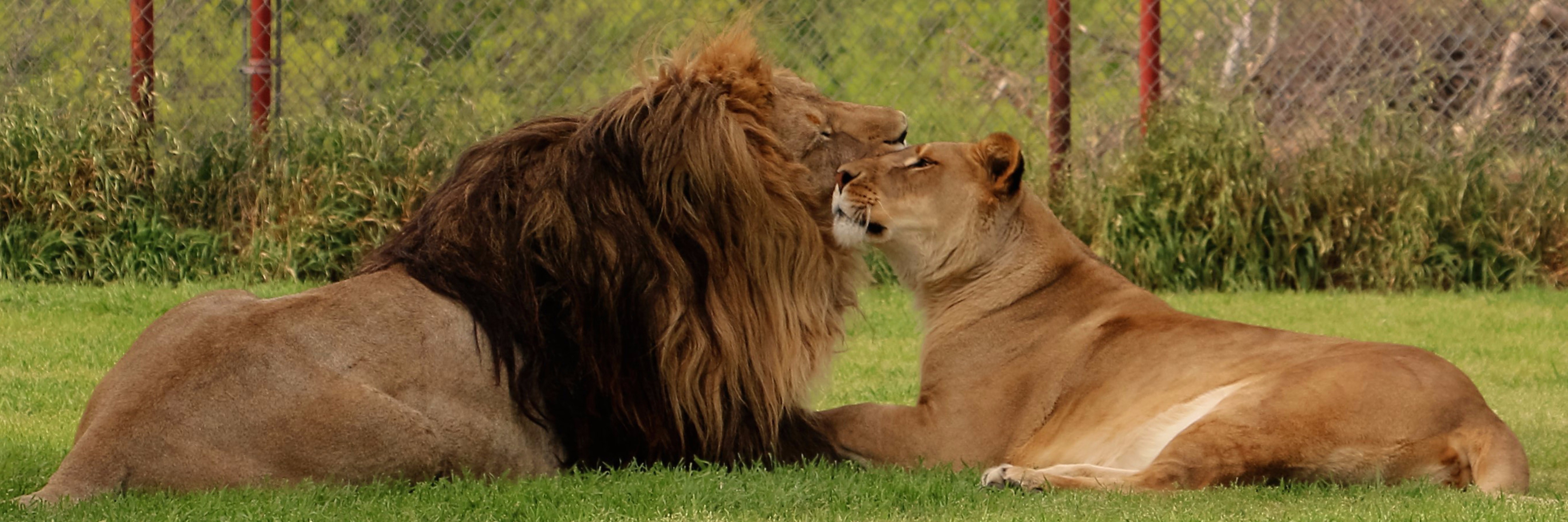 Center for Animal Research and Education : Meet the Animals : Overview