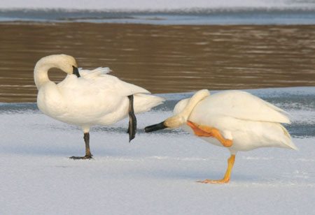 Juvenile Swan Identification | Trumpeter Swan Society