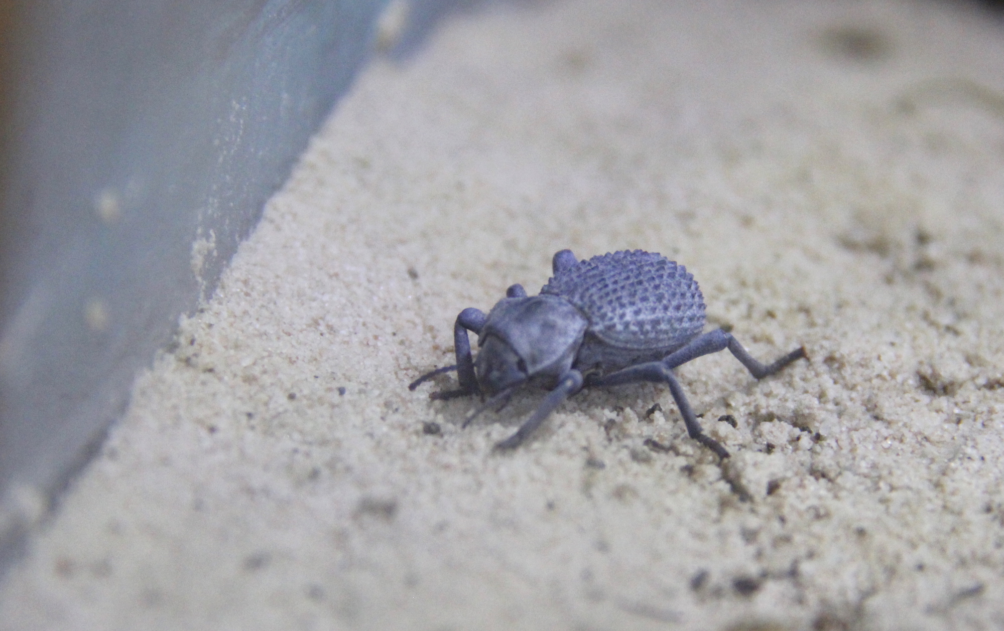 Blue Death Feigning Beetle