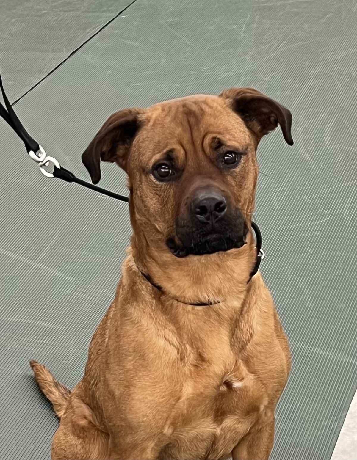 Available Dogs : Adopt or Foster : Nebraska No Kill Canine Rescue