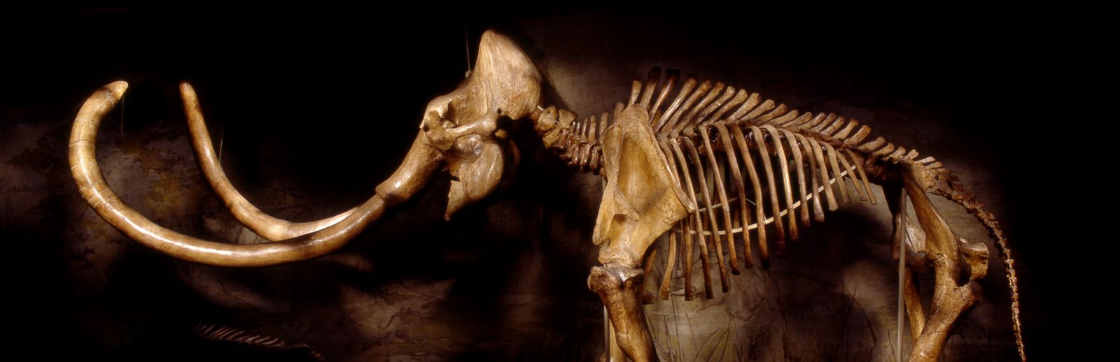 University of Nebraska State Museum of Natural History : Collections ...