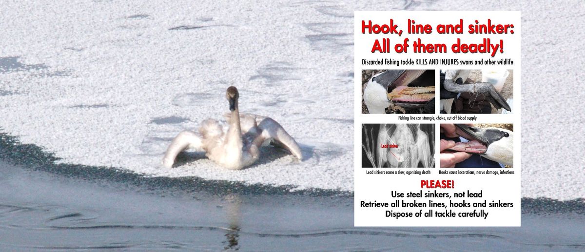 Trumpeter Swan Society|Plymouth, MN