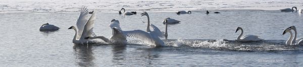 Common Swan Behaviors |Trumpeter Swan Society