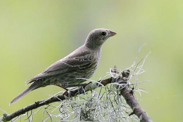 Brown-headed Cowbird | Bird Gallery | Houston Audubon