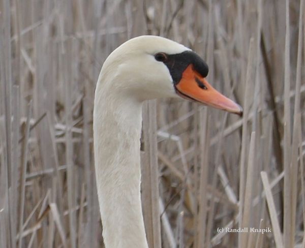 Voice Head & Bill Adult Swan ID |Trumpeter Swan Society