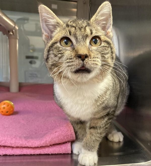 York County SPCA : Home