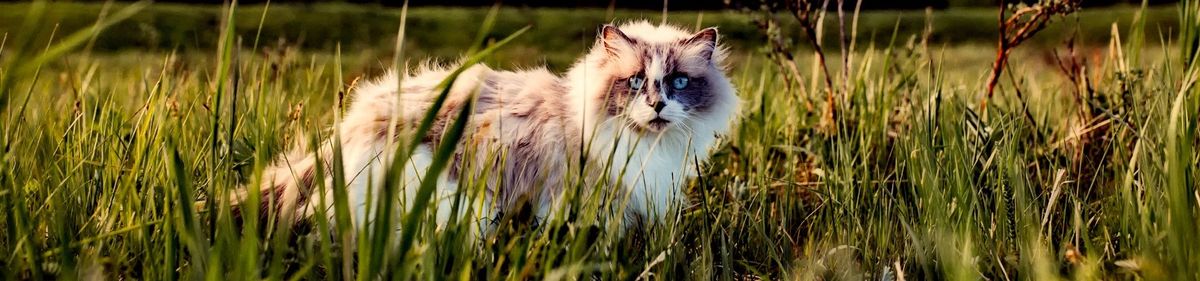 Lost and Found : Services : Eastern Madera County SPCA