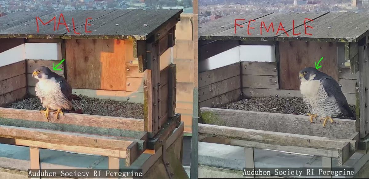 Watch: Peregrine Falcon Cam | Providence, RI | Audubon Society of Rhode ...