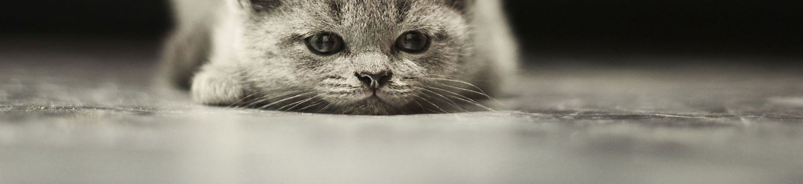 The Pet Compassion Center : The Pet Compassion Centers