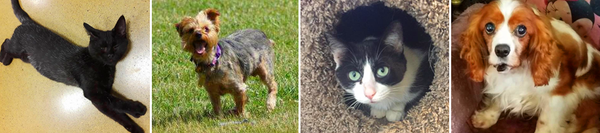 Virtual Adoptions : WAYS YOU CAN HELP : Planned Pethood, Inc.