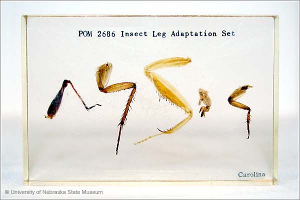 Insect Investigations : Encounter Kits : For Educators : University of ...