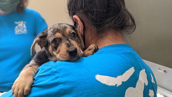The SPCA for Monterey County