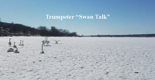 Voice Head & Bill Adult Swan ID |Trumpeter Swan Society