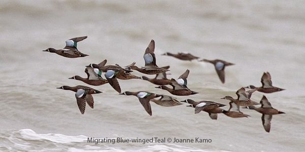 Blue-winged Teal | Bird Gallery | Houston Audubon