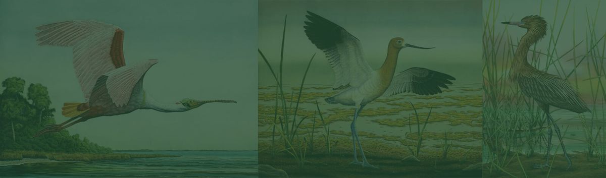 Wings of Splendor: John Costin Exhibit | Ormond Memorial Art Museum