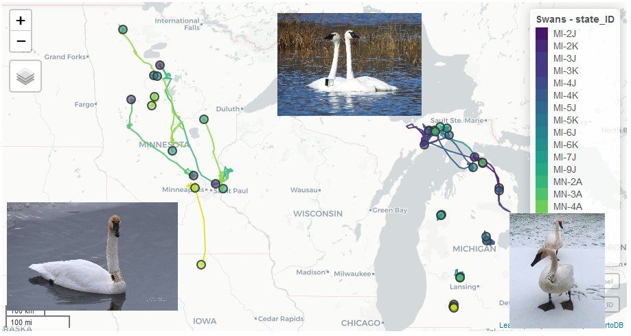 Current Research Projects | Trumpeter Swan Society