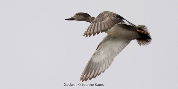 Gadwall | Bird Gallery | Houston Audubon