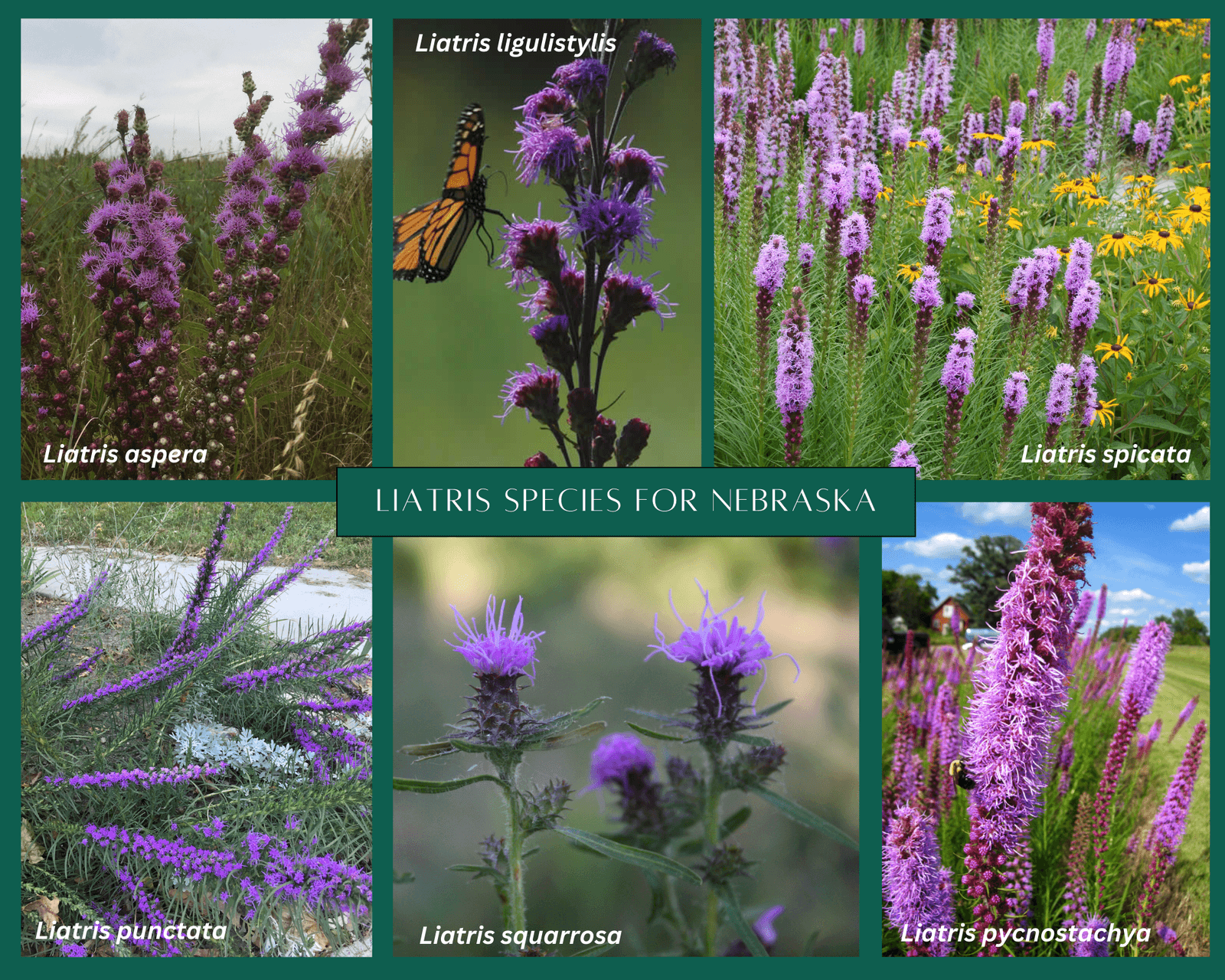 Plant | Landscape | Plains | Nebraska | Arboretum | Statewide