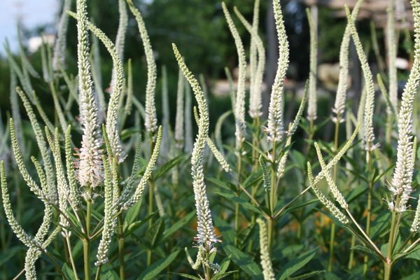 GreatPlants of the Year