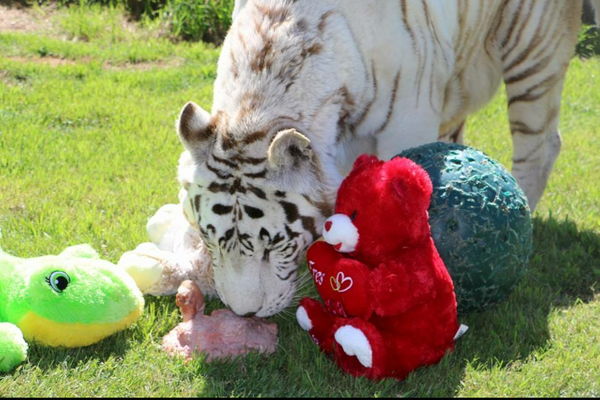 Rascal : In Memory : Meet the Animals : Center for Animal Research and ...