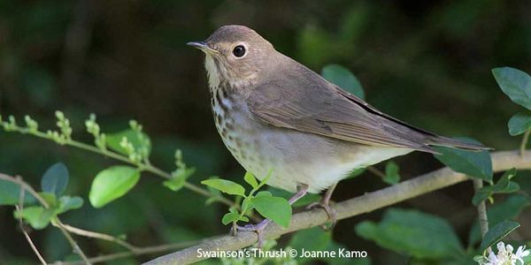 Swainson's Thrush | Bird Gallery | Houston Audubon