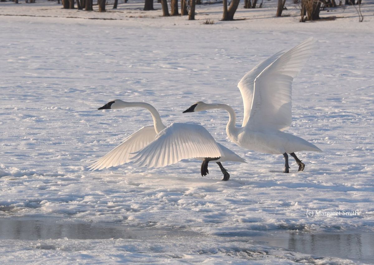 Common Swan Behaviors |Trumpeter Swan Society