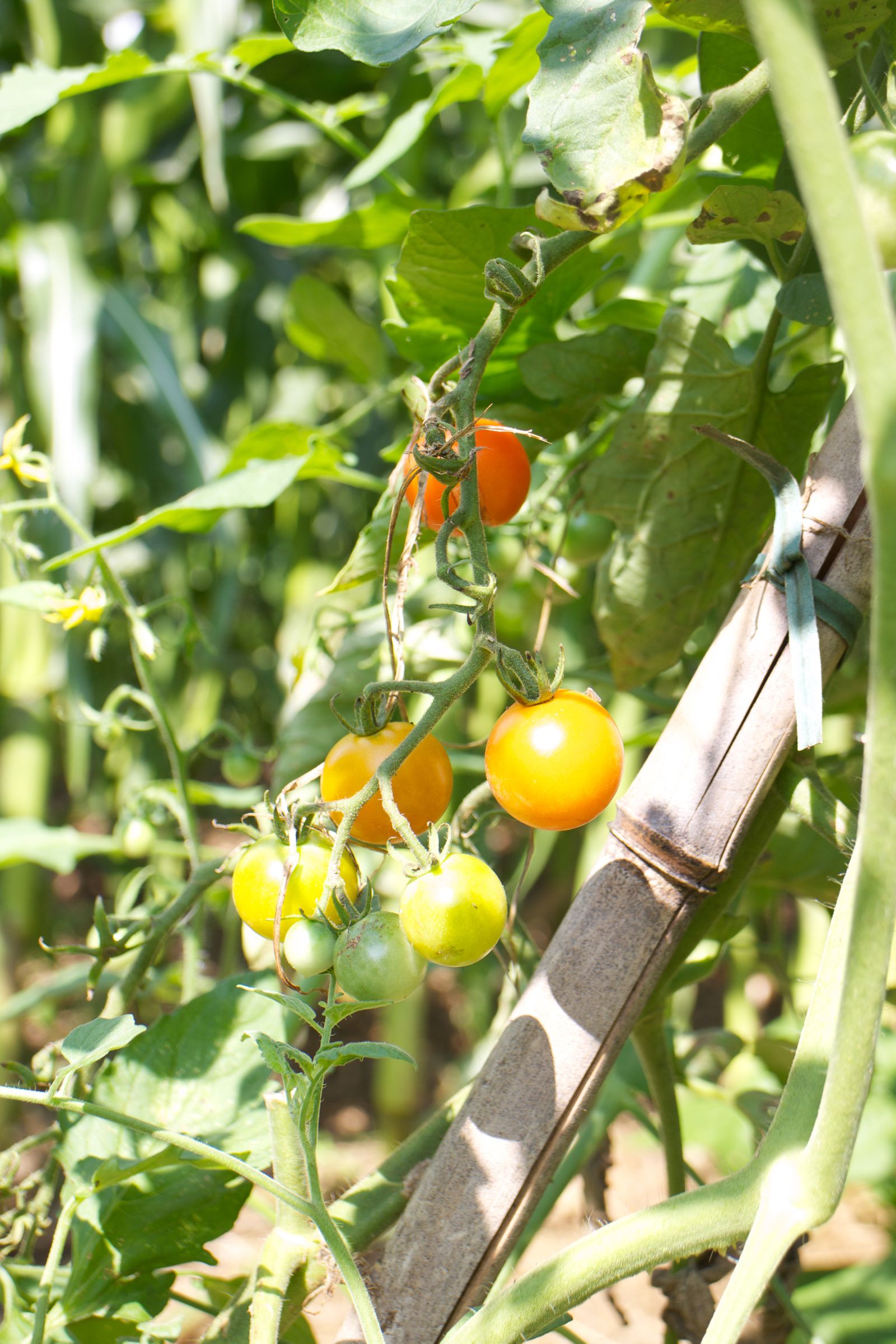 Community Food Initiatives