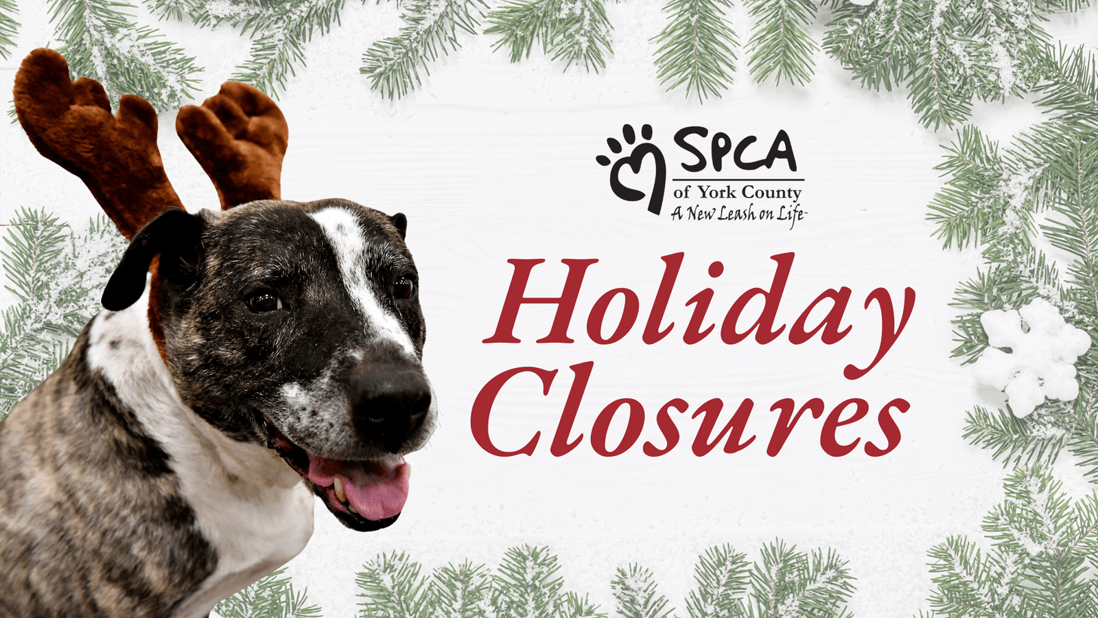 Home : York County SPCA