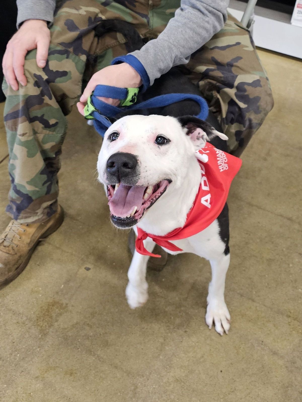 Adopt a Dog : Adopt : Services : Humane Society of Charles County, Inc.