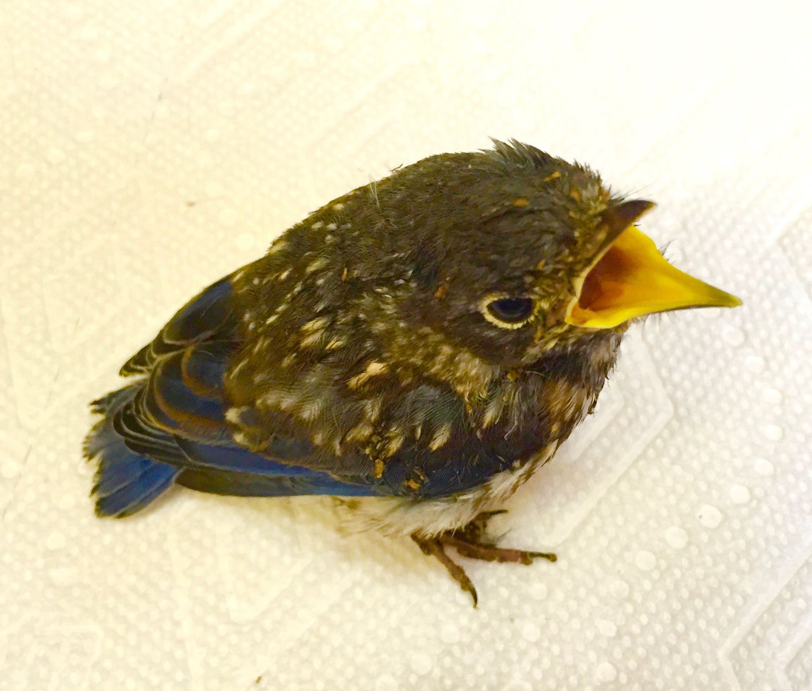 General Information : Found An Injured Animal? : Acadia Wildlife Center
