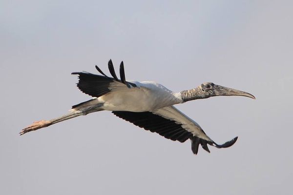 Wood Stork | Bird Gallery | Houston Audubon