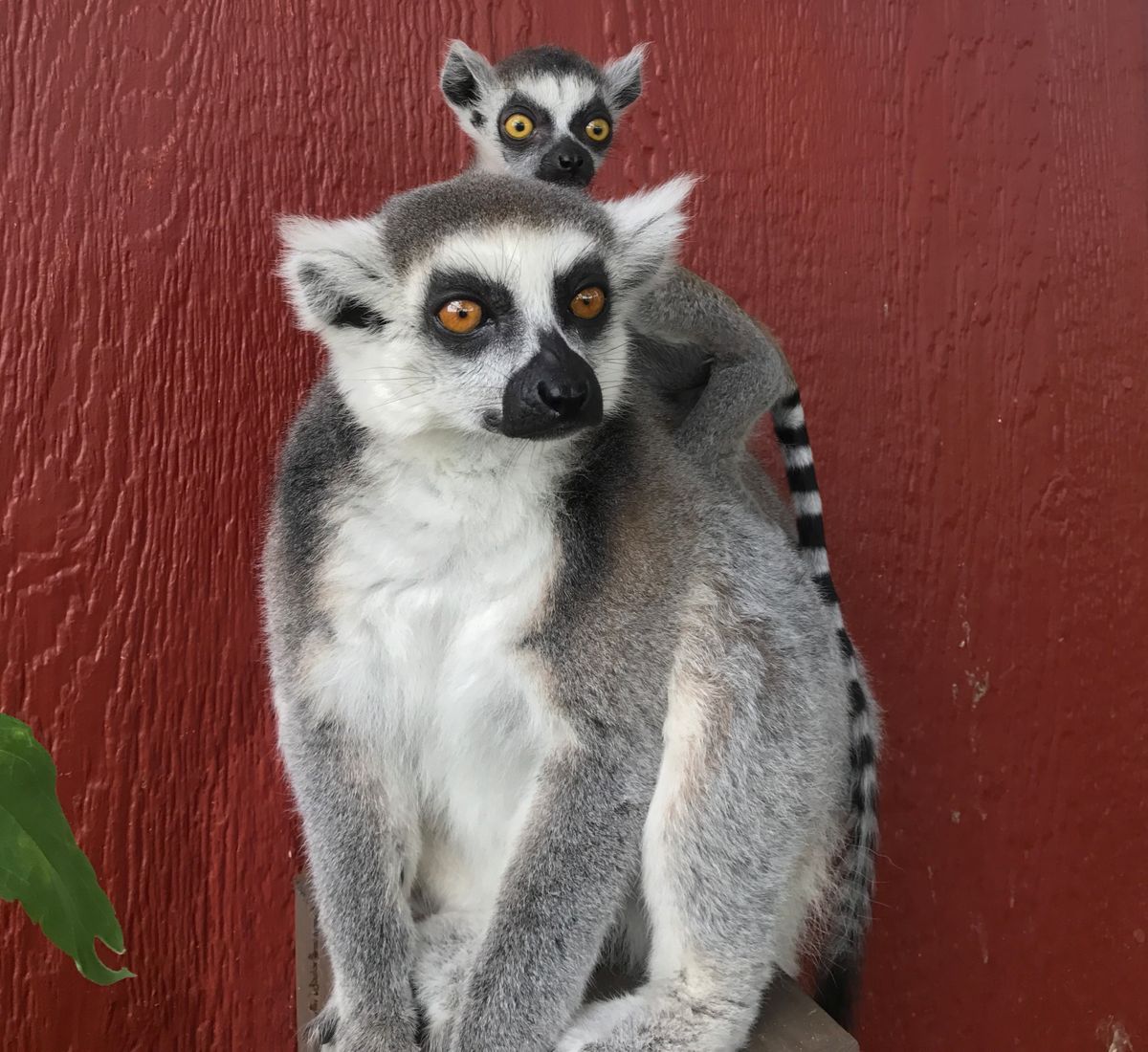 Mort : Lemurs : Meet the Animals : Center for Animal Research and Education